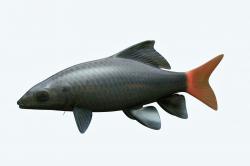 red fish zip 3d models 【 STLFinder