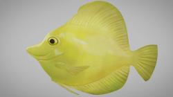 yellow tang fish 3d models 【 STLFinder