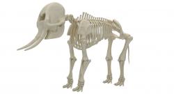 elephant skeleton model | Page 1 | STLFinder