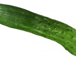 did mark tebbit add cucumber skins in the blender for the dressing 3D ...