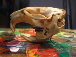 muskrat 3D Models | Page 1 | STLFinder