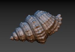 3d print seashell | Page 1 | STLFinder