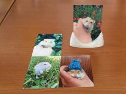 2 3 inch x 3 7 16 inch file folder label template 3D Models | Page 1 ...