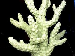 coral scan method perfected 3d models | Page 1 | STLFinder