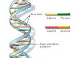 interactive 3d dna | Page 1 | STLFinder