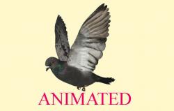 bird flying animation 3d models | Page 1 | STLFinder