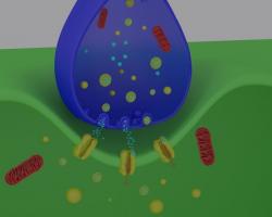 synapse model | Page 1 | STLFinder