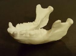 monkey mandible 3d | Page 1 | STLFinder