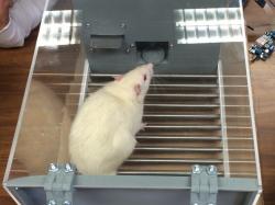 skinner box operant conditioning 3d models 【 STLFinder