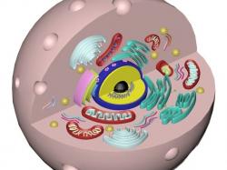 animal cell eukaryotic 3D Models | Page 1 | STLFinder