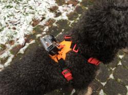 dog harness with 3 d rings 3D Models | Page 1 | STLFinder