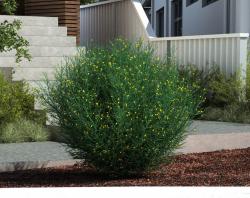 acacia 3d model | Page 1 | STLFinder