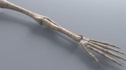 3d skeleton hand 【 STLFinder