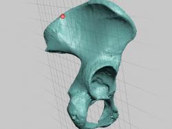 human female pelvis 3D Models | Page 1 | STLFinder