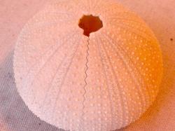 nextengine 3d scanner 【 STLFinder