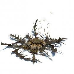 dead flowers 3d model | Page 1 | STLFinder