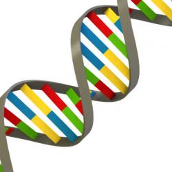 dna strand 3d 【 STLFinder