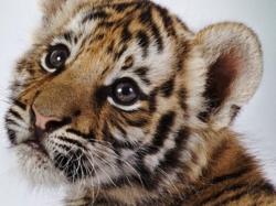 legolas look away meme 3D Models | Page 1 | STLFinder