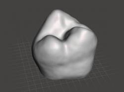 human molars 3D Models | Page 1 | STLFinder