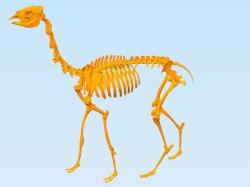 llama skeleton 3D Models | Page 1 | STLFinder