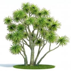 Cordyline australis 3D Models | Page 1 | STLFinder