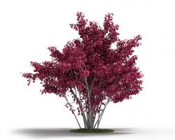 purple leaf tree 3D Models | Page 1 | STLFinder