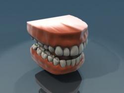 Teeth Anatomy 3D Models | Page 1 | STLFinder