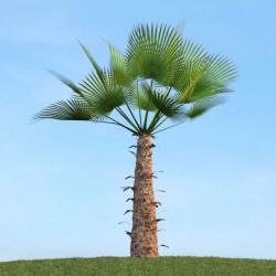 tropical tree sketcuhp 3D Models | Page 1 | STLFinder