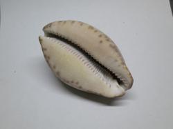 cowry shell stl file 3D Models | Page 1 | STLFinder
