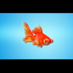 common goldfish animated 3d models | Page 1 | STLFinder
