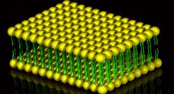 plasma membrane 3D Models | Page 1 | STLFinder