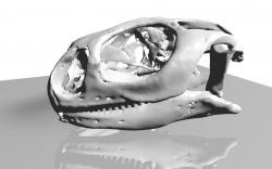 uromastyx lizard 3D Models | Page 1 | STLFinder