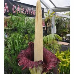 giant corpse flower 3D Models | Page 1 | STLFinder