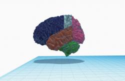 brain model with lobes 【 STLFinder