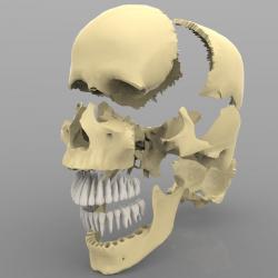 3d articulated models | Page 1 | STLFinder