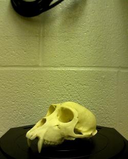 monkey skull scan 3D Models | Page 1 | STLFinder