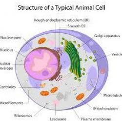 cell model three | Page 1 | STLFinder