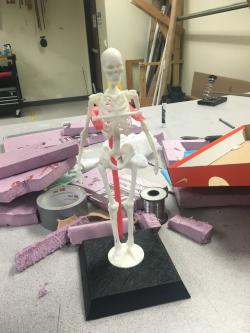 human skeleton model for anatomy | Page 1 | STLFinder