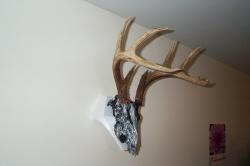 deer skull cap mount kit 3D Models | Page 1 | STLFinder