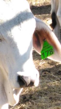 ear tags 3D Models | Page 1 | STLFinder