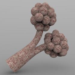 pulmonary alveoli 3D Models | Page 1 | STLFinder