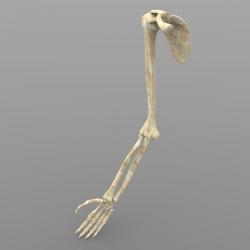 mc model right arm bugging in vr minecraft | Page 1 | STLFinder