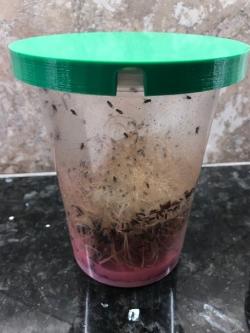 fruit fly culture 3D Models | Page 1 | STLFinder