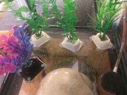 suction cup fish 3D Models | Page 1 | STLFinder