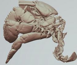 cancellus bone 3D Models | Page 1 | STLFinder