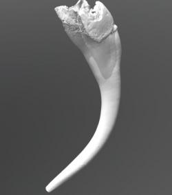 pierced ears snake fangs 3D Models | Page 1 | STLFinder