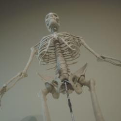 pig skeleton anatomy 3D Models | Page 1 | STLFinder