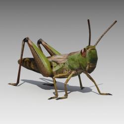 grasshopper animation 3D Models | Page 1 | STLFinder
