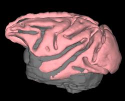 macaque brain from mri 3D Models | Page 1 | STLFinder