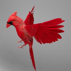 3d cardinal | Page 1 | STLFinder